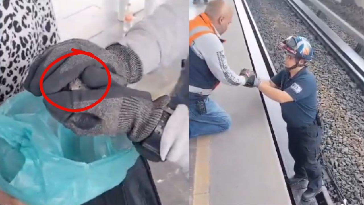 Ave cae a las vías del Metro y detienen el servicio en la Línea B ...